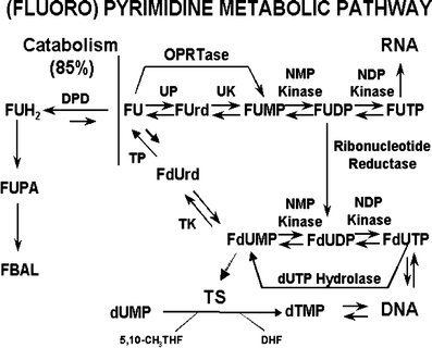 DPYD*2A mutation: the most common mutation associated with DPD ...