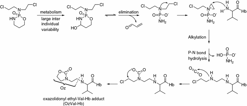Validation of a novel procedure for quantification of the formation of ...