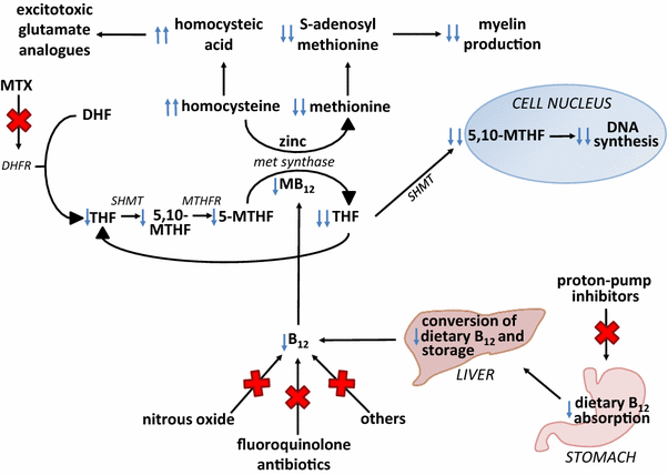 Drug interactions may be important risk factors for methotrexate ...