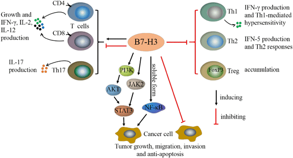 B7-H3 in tumors: friend or foe for tumor immunity? | SpringerLink