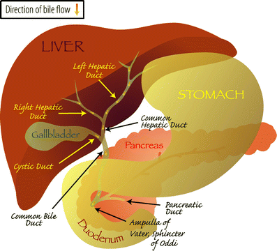 The immunopathology of human biliary cell epithelium | SpringerLink