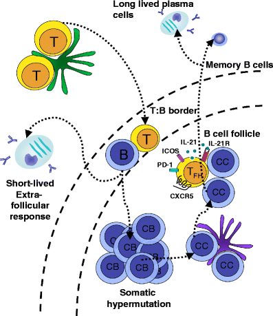 Signals that influence T follicular helper cell differentiation and ...