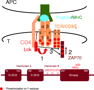 ZAP70: a master regulator of adaptive immunity | SpringerLink