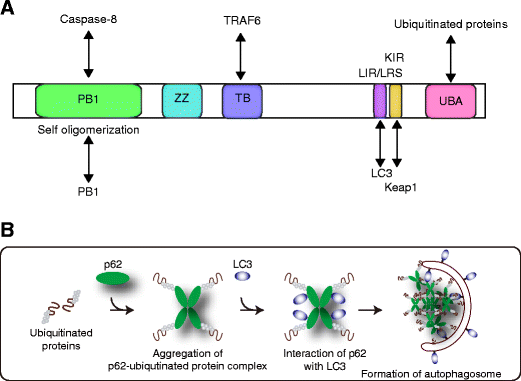 Selective degradation of p62 by autophagy | SpringerLink