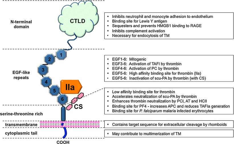 Thrombomodulin and its role in inflammation | SpringerLink