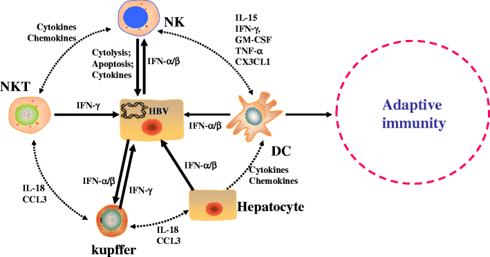 The role of innate immunity in HBV infection | SpringerLink