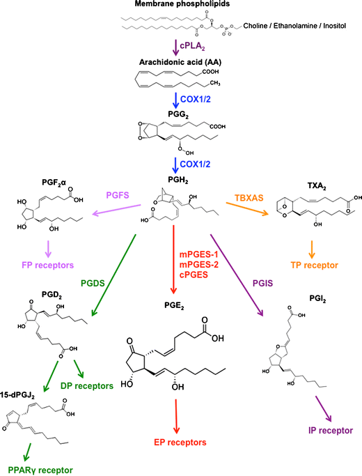 Multifaceted roles of PGE2 in inflammation and cancer | SpringerLink