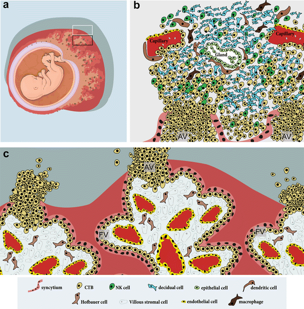 Models of vertical cytomegalovirus (CMV) transmission and pathogenesis ...