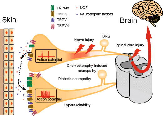 TRPs and pain | SpringerLink