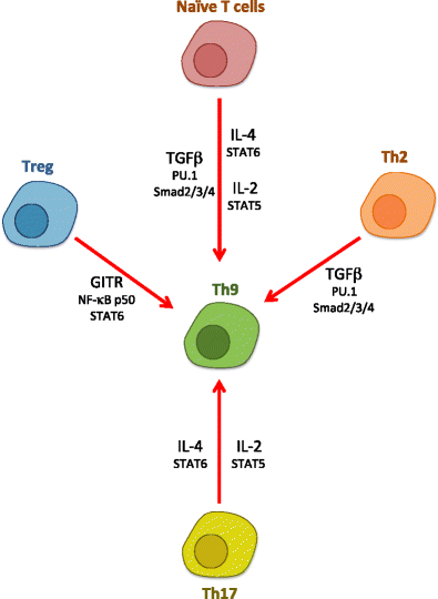 The transcription factor network in Th9 cells | SpringerLink