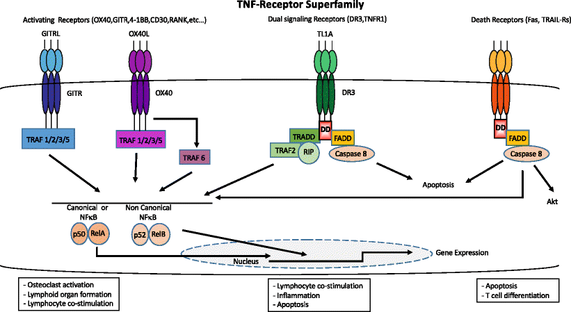 TNF superfamily cytokines in the promotion of Th9 differentiation and ...