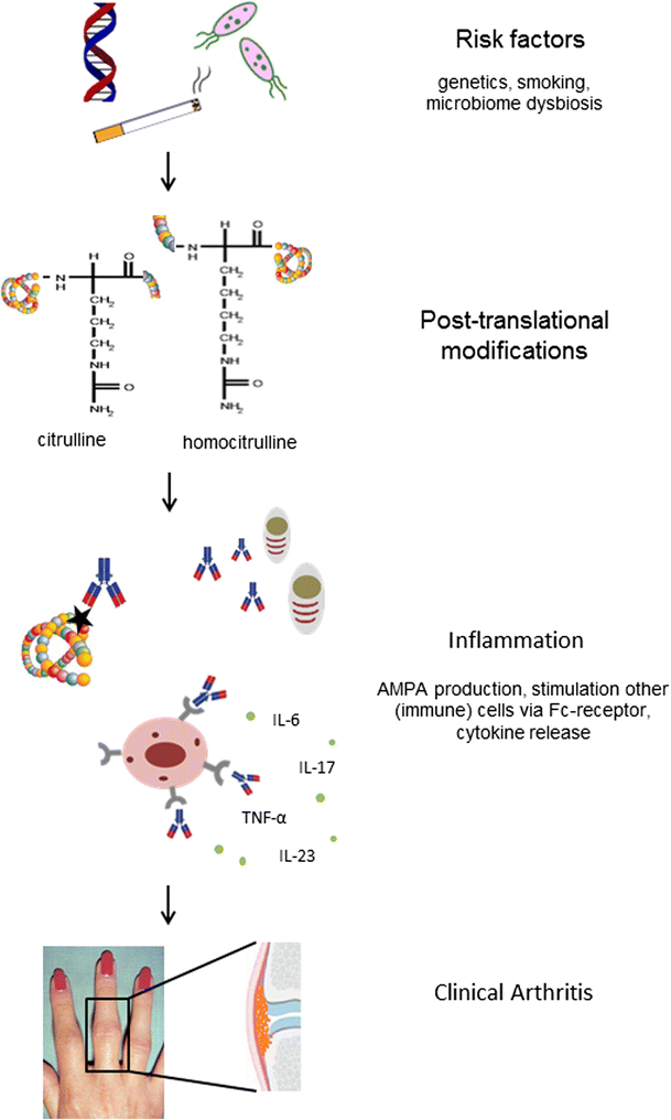 The role of autoantibodies in the pathophysiology of rheumatoid ...