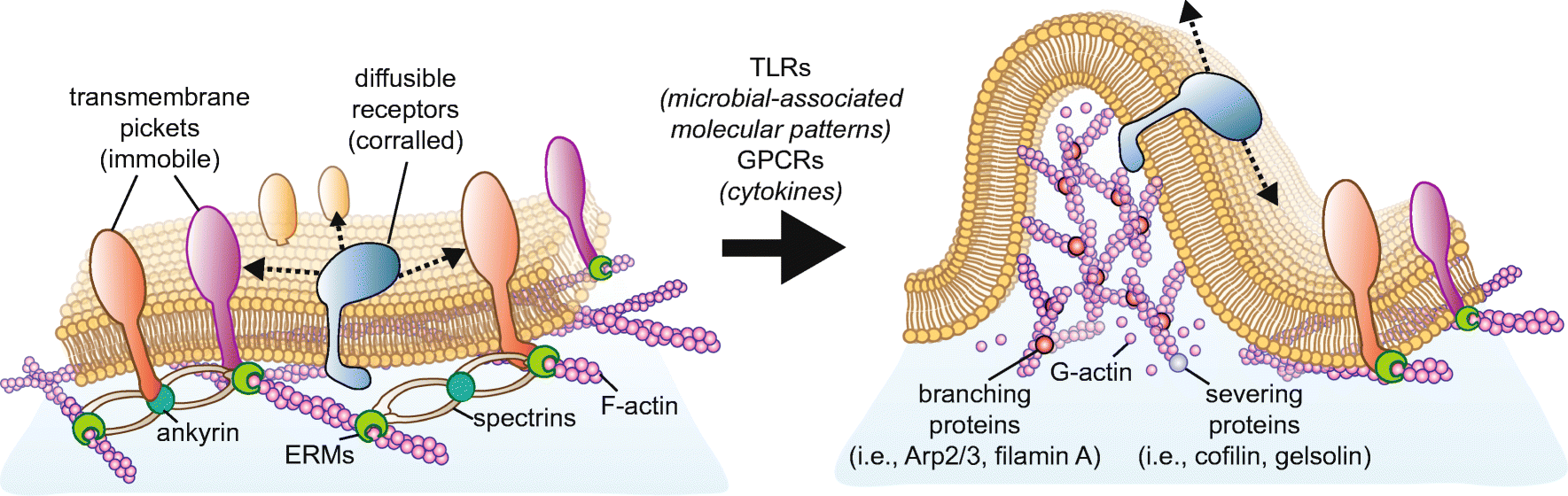 Picket-fences in the plasma membrane: functions in immune cells and ...