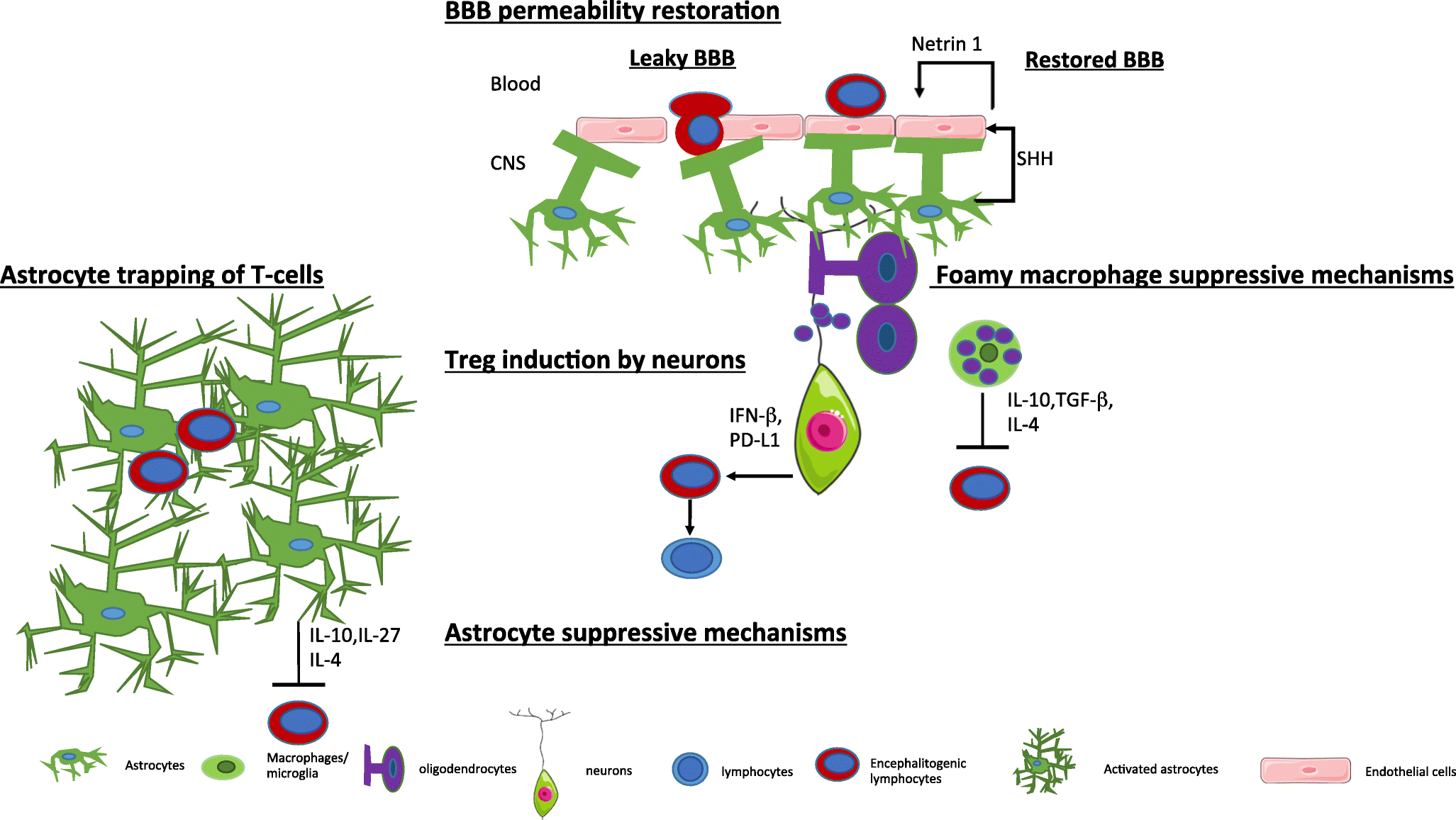 Resolution of inflammation during multiple sclerosis | SpringerLink