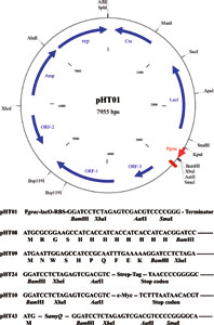 Expression Vectors for the Rapid Purification of Recombinant Proteins ...