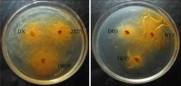 Type IV Pili of Acidithiobacillus ferrooxidans Are Necessary for ...