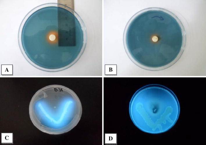 Potential of Siderophore Production by Bacteria Isolated from Heavy ...