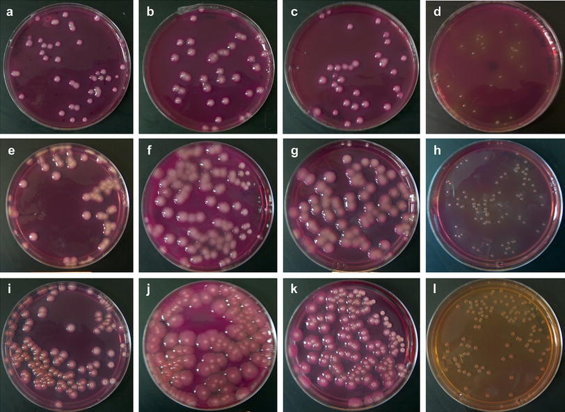 Evaluation of Cronobacter Growth and Phenotypic Variation Under ...