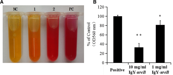 Neisseria flavescens: A Urease-Expressing Potential Pathogen Isolated ...
