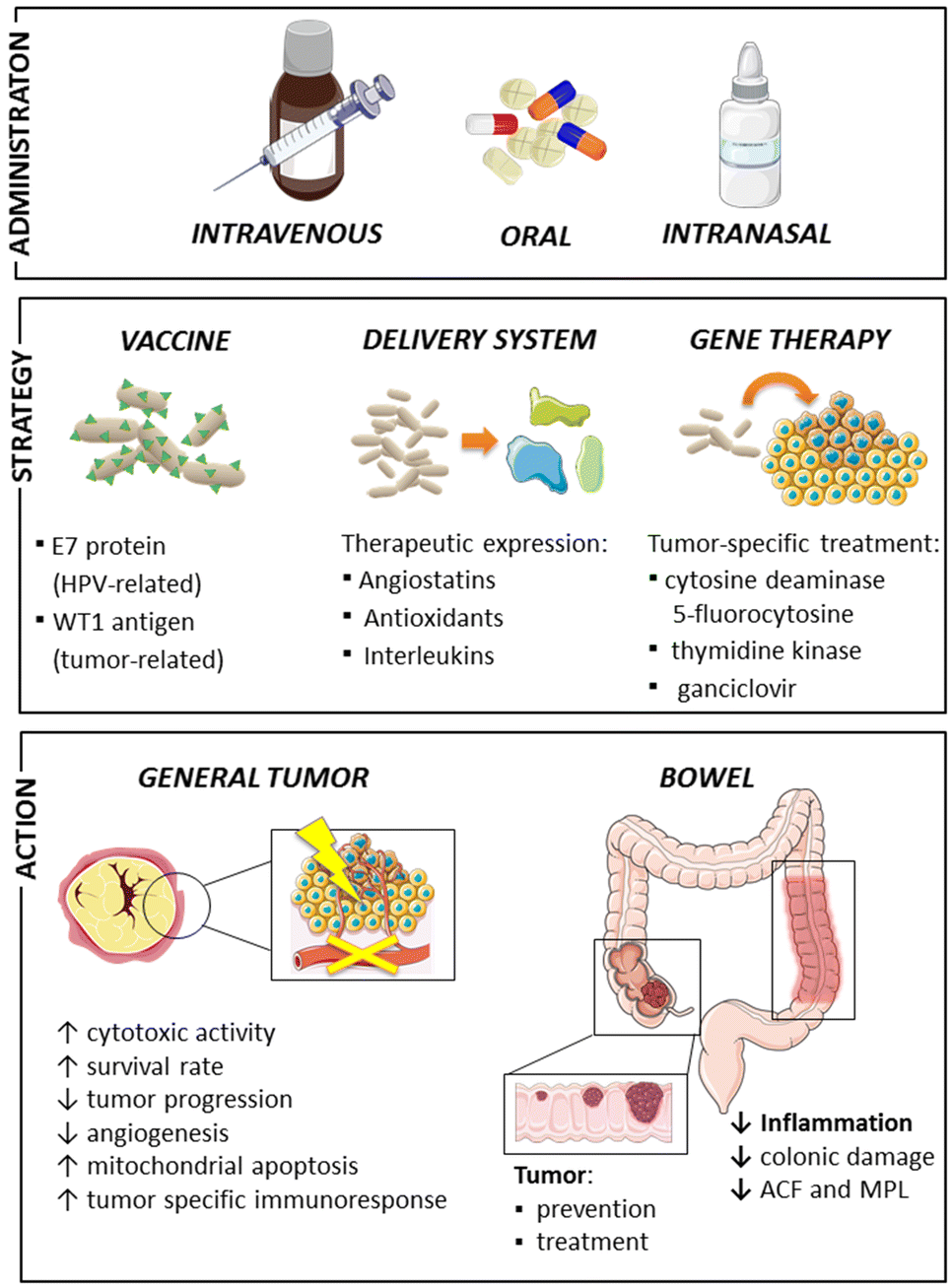 Probiotic Bacteria: A Promising Tool in Cancer Prevention and Therapy ...