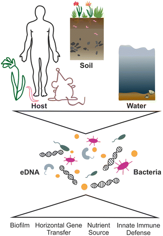 Multifaceted roles of extracellular DNA in bacterial physiology ...