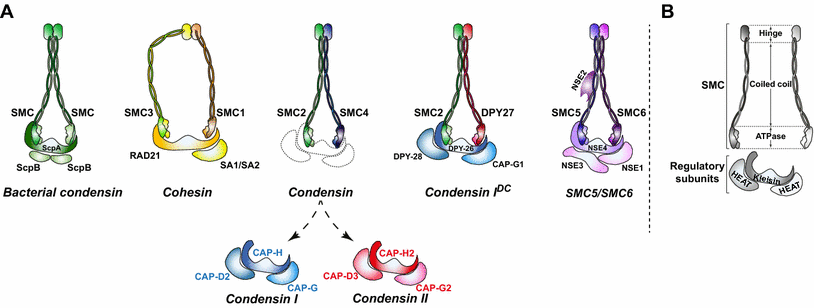 The loading of condensin in the context of chromatin | SpringerLink