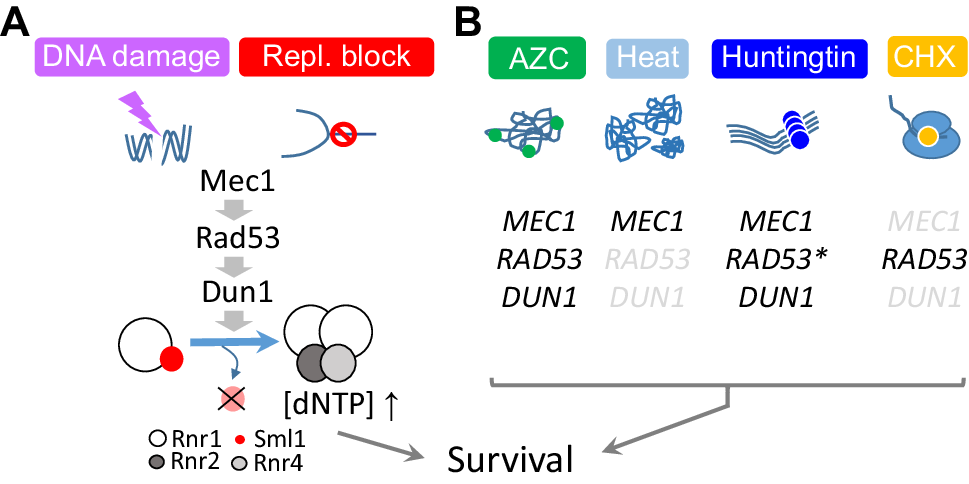 Versatility of the Mec1ATM/ATR signaling network in mediating ...