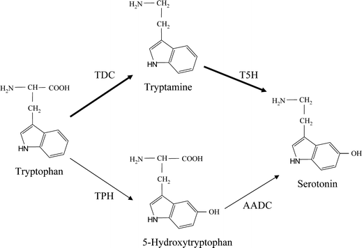 Characterization of tryptamine 5-hydroxylase and serotonin synthesis in ...