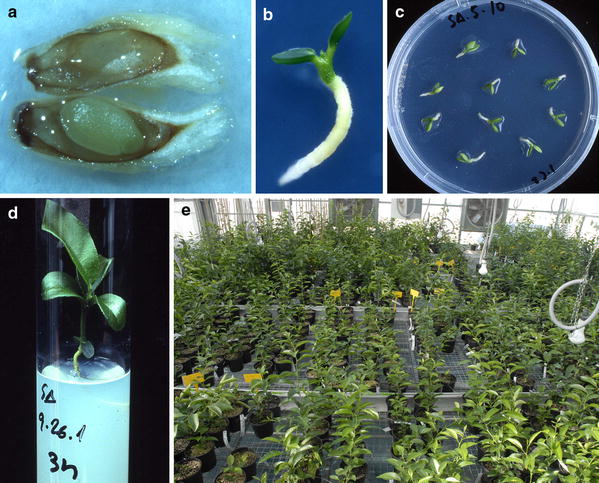 Recovery of citrus triploid hybrids by embryo rescue and flow cytometry ...