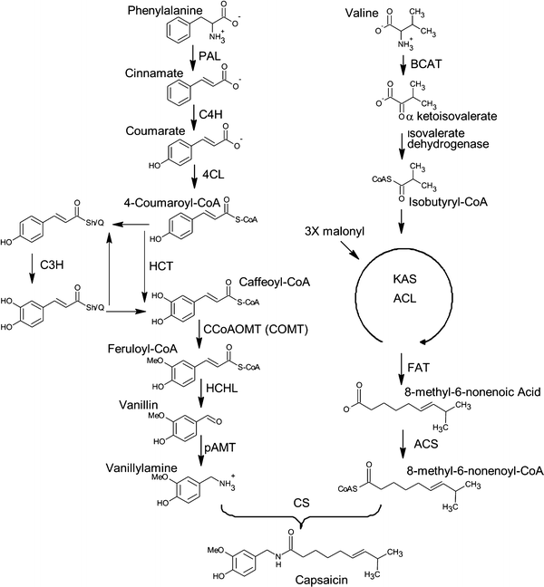 Molecular biology of capsaicinoid biosynthesis in chili pepper ...
