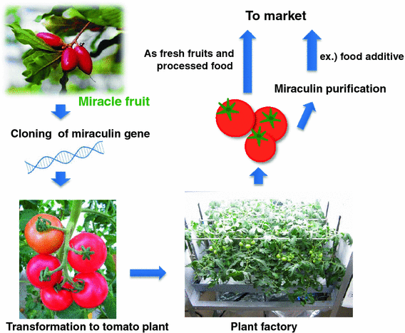 From miracle fruit to transgenic tomato: mass production of the taste ...