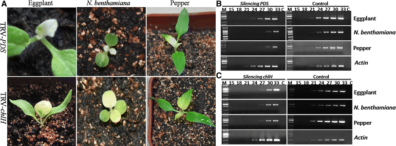 Sprout vacuum-infiltration: a simple and efficient agroinoculation ...