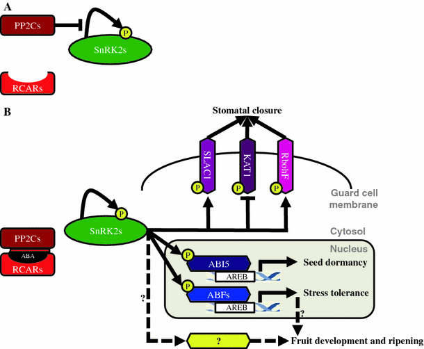 The ABA signal transduction mechanism in commercial crops: learning ...