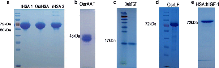 Transgenic rice endosperm as a bioreactor for molecular pharming ...