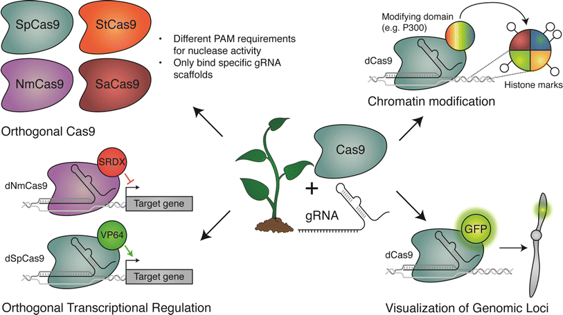 CRISPR/Cas9 for plant genome editing: accomplishments, problems and ...
