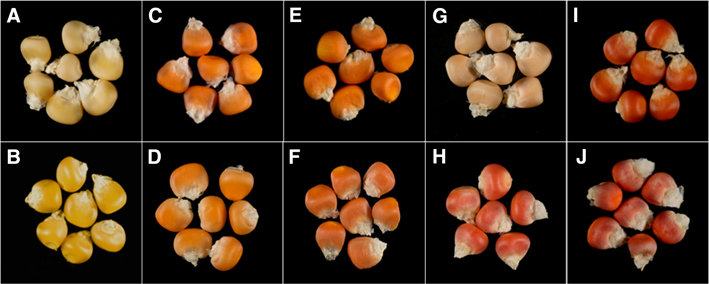 The Arabidopsis ORANGE ( AtOR) gene promotes carotenoid accumulation in ...