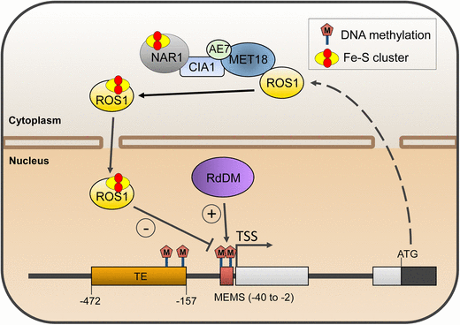 Active DNA demethylation: mechanism and role in plant development ...