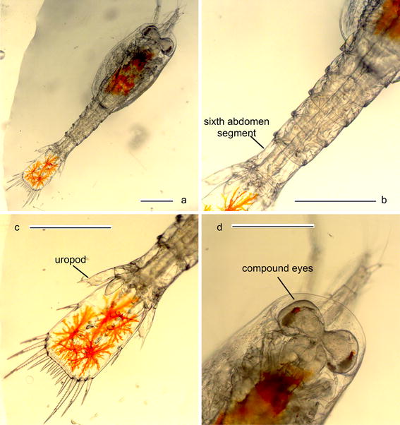 A photographic documentation of the development of Antarctic krill ...