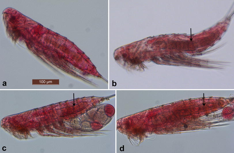 Female gonad morphology of small copepods Oithona similis and ...