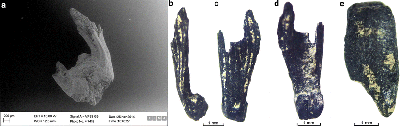 From the field to the hearth: plant remains from Neolithic Croatia (ca ...
