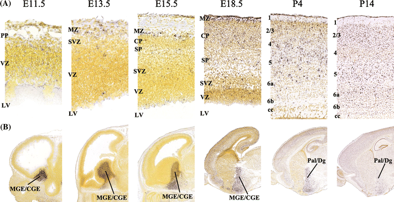 High-resolution gene expression atlases for adult and developing mouse ...