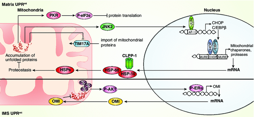 The mitochondrial unfolded protein response in mammalian physiology | SpringerLink