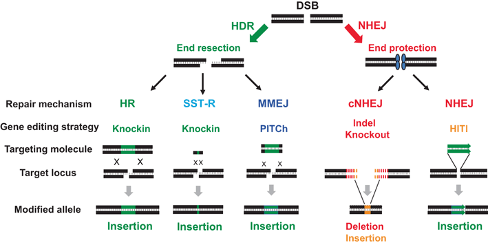 Control of gene editing by manipulation of DNA repair mechanisms ...