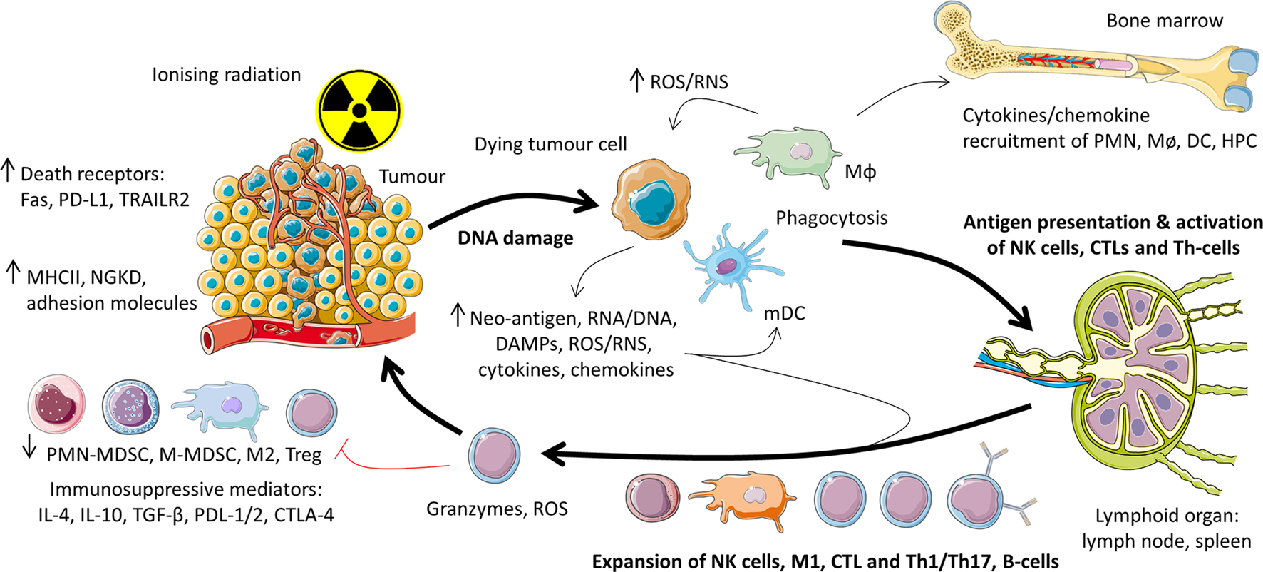 Radiation, inflammation and the immune response in cancer | SpringerLink