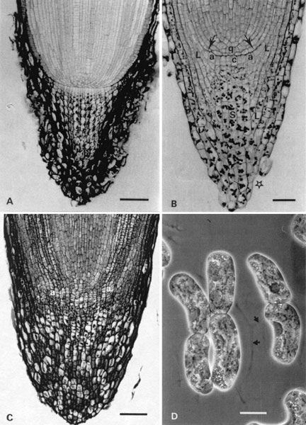 The Root Cap: Cell Dynamics, Cell Differentiation and Cap Function ...