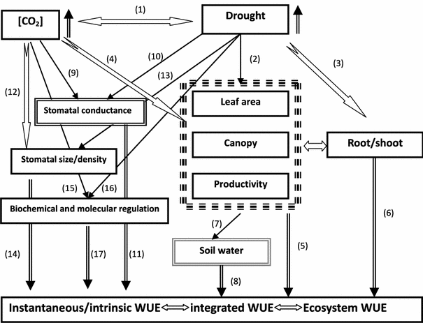 Interactive Effects of Elevated CO2, Drought, and Warming on Plants | SpringerLink
