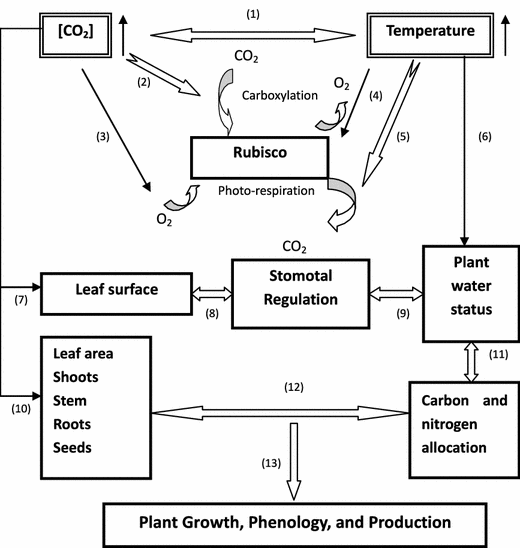 Interactive Effects of Elevated CO2, Drought, and Warming on Plants | SpringerLink
