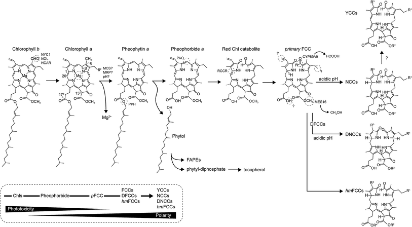 Mechanism and Significance of Chlorophyll Breakdown | SpringerLink