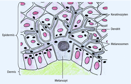 Genetik bei okulokutanem Albinismus | SpringerLink