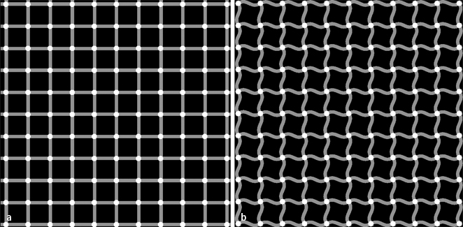 Die Hermann-Gitter-Täuschung: Lehrbucherklärung widerlegt | SpringerLink